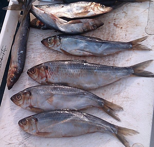 Will River Herring and Shad Get Another Chance? - Marine Fish ...