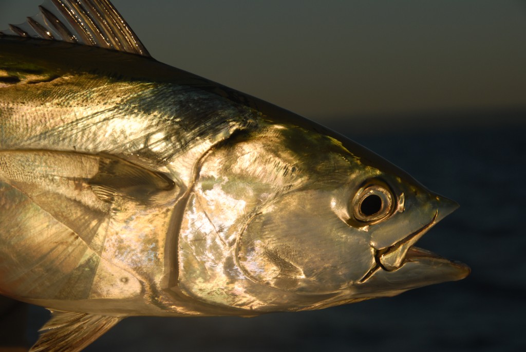 Albie - Marine Fish Conservation Network
