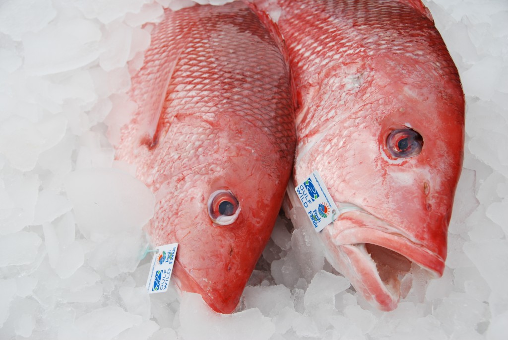 - Marine Fish Conservation Network