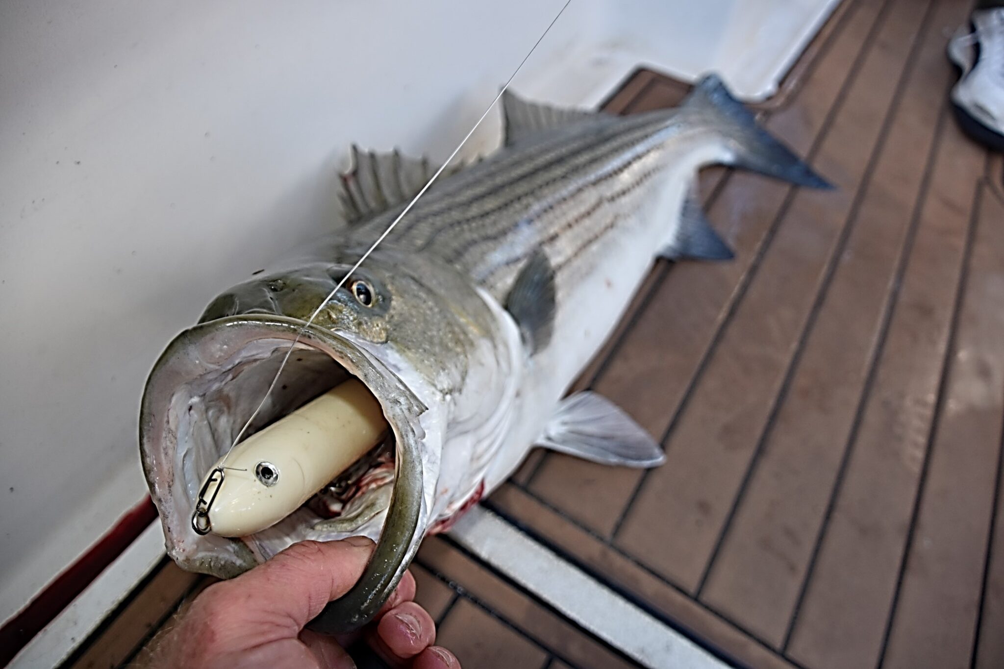 Real World Striped Bass: Part I - Marine Fish Conservation Network