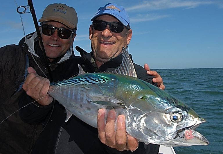 False Albacore - Marine Fish Conservation Network