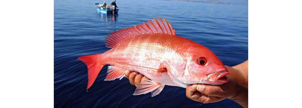 Gulf Red Snapper Management In The Spotlight Again - Marine Fish ...