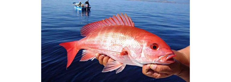 Gulf Red Snapper Management In The Spotlight Again - Marine Fish ...