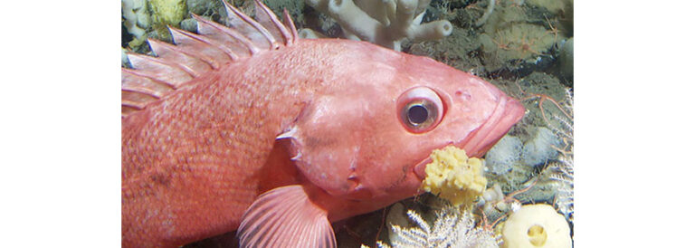 Rockfish Recovery in More Ways than One - Marine Fish Conservation Network