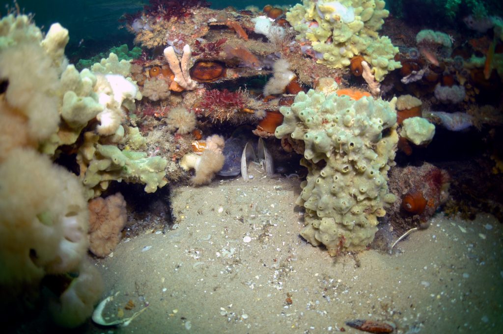 biodiversity_01 - Marine Fish Conservation Network