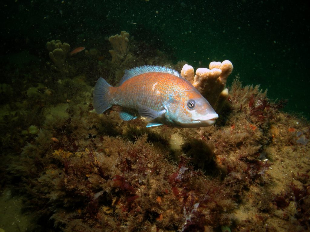 cunner - Marine Fish Conservation Network