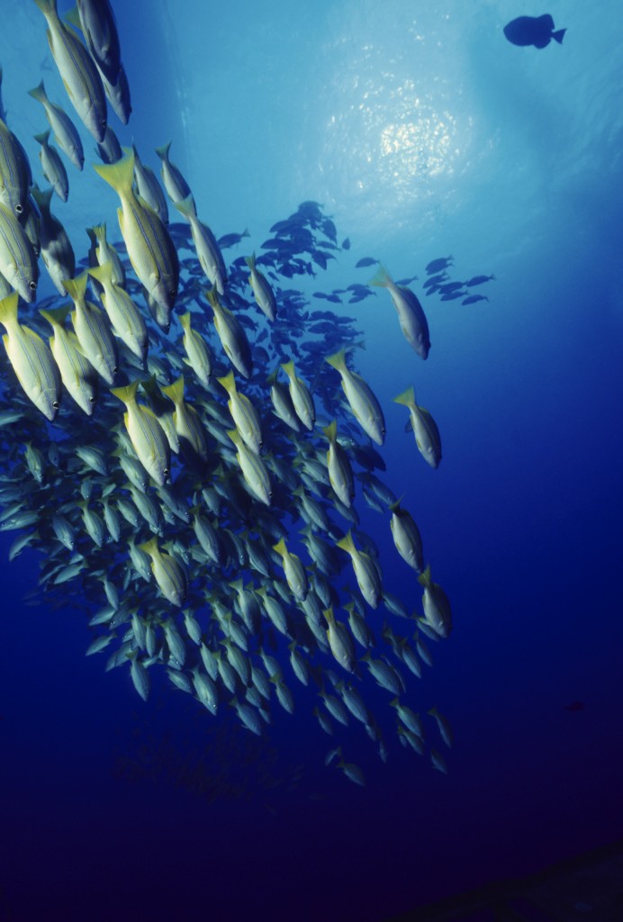 yellow_snapper - Marine Fish Conservation Network