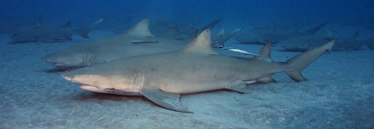 lemon-shark - Marine Fish Conservation Network