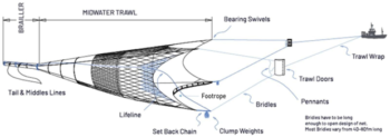 The Myth of "Mid-Water" in the Alaska Pollock Fishery - Marine Fish ...