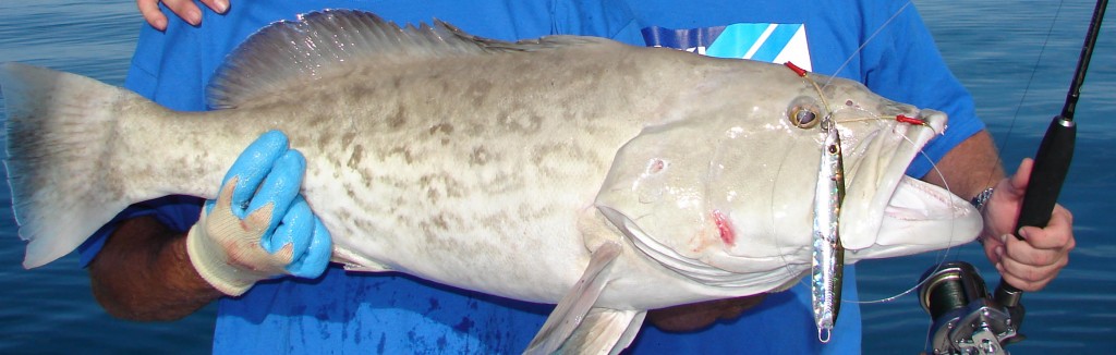 Gag Grouper - Marine Fish Conservation Network