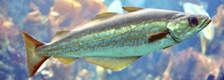 The Myth of "Mid-Water" in the Alaska Pollock Fishery - Marine Fish ...