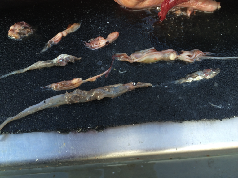 stomach contents - Marine Fish Conservation Network